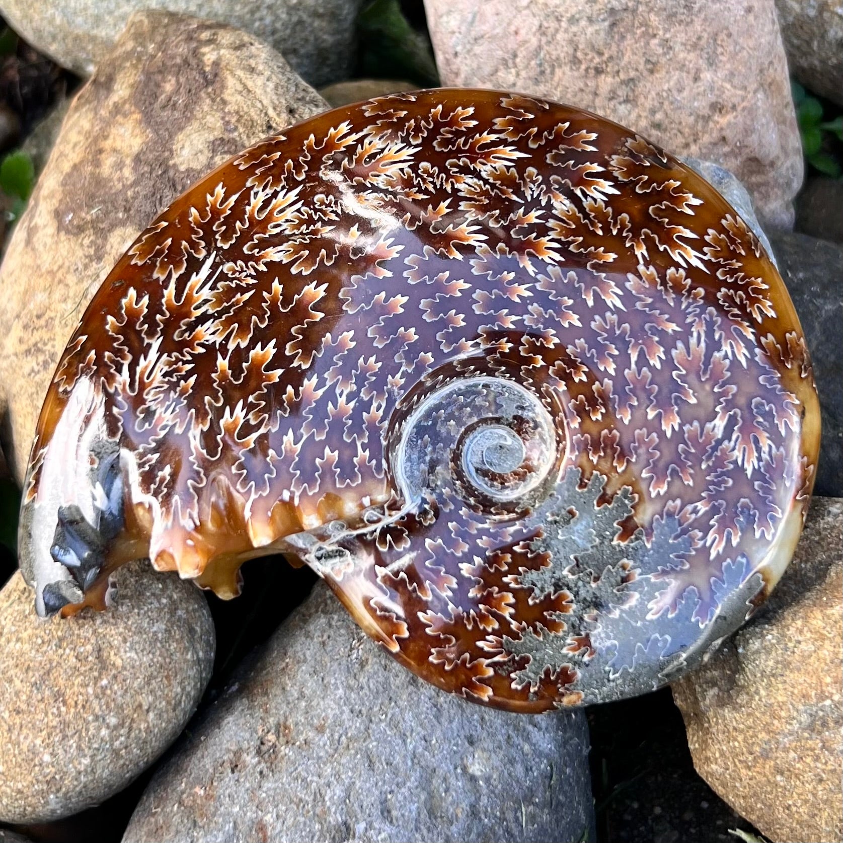 Ammonite Fossil – Muse Crystals & Mystical Gifts