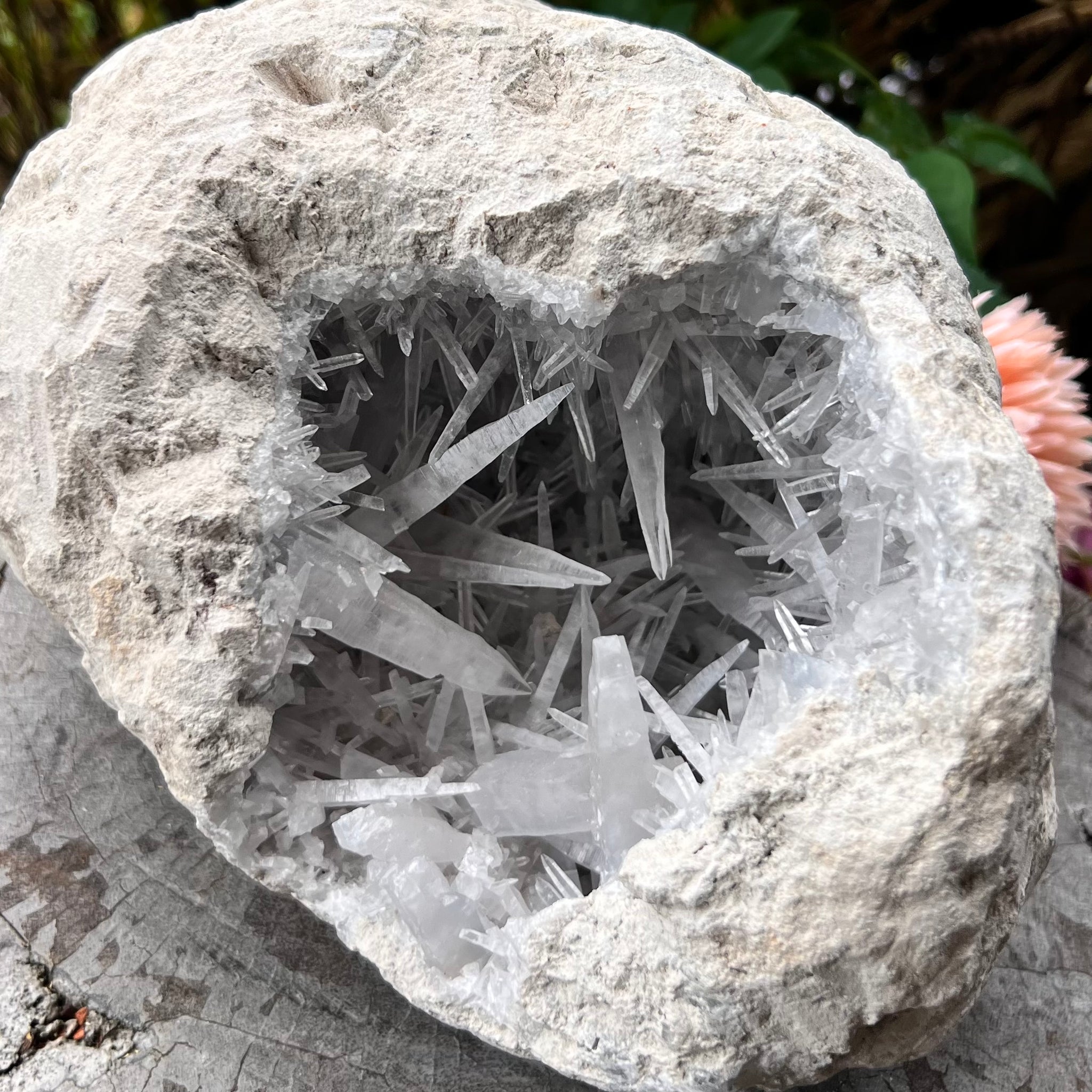 Celestite Dog Tooth Cluster Specimen – Muse Crystals & Mystical Gifts